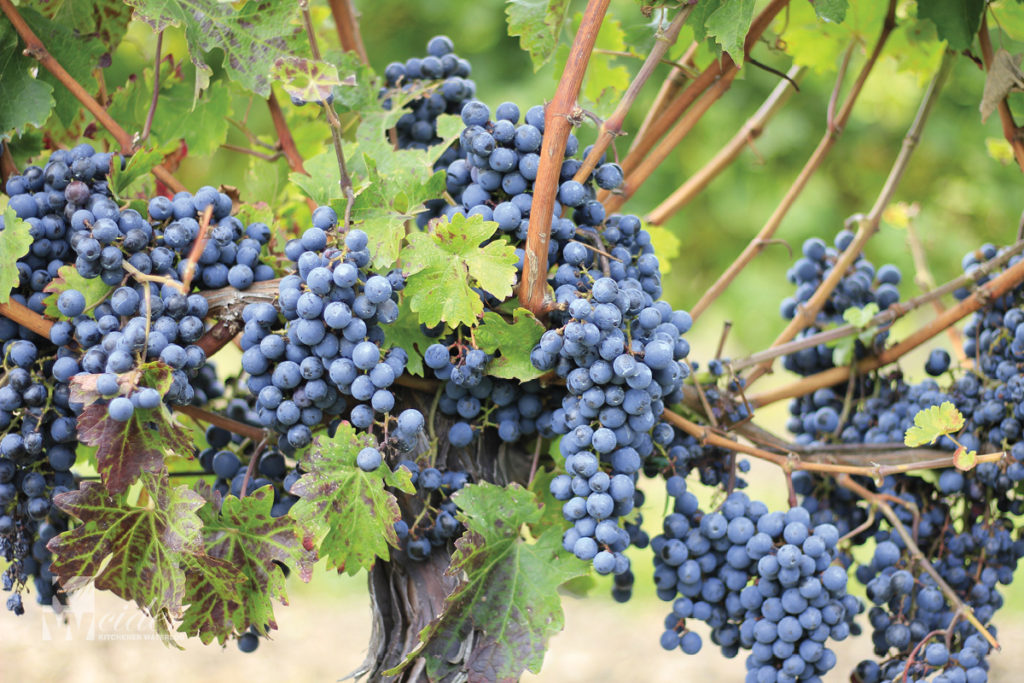 Merlot Crushing – Niagara Region – KW CRAFT CIDER